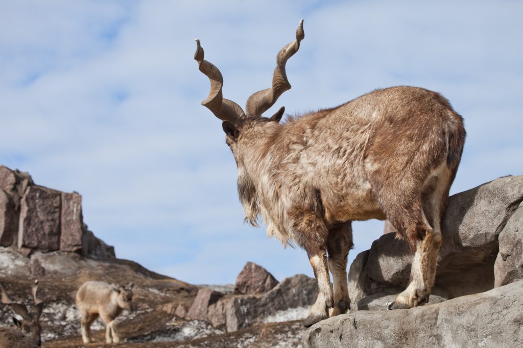 The Avodah of Yom Kippur - Jewish Holidays